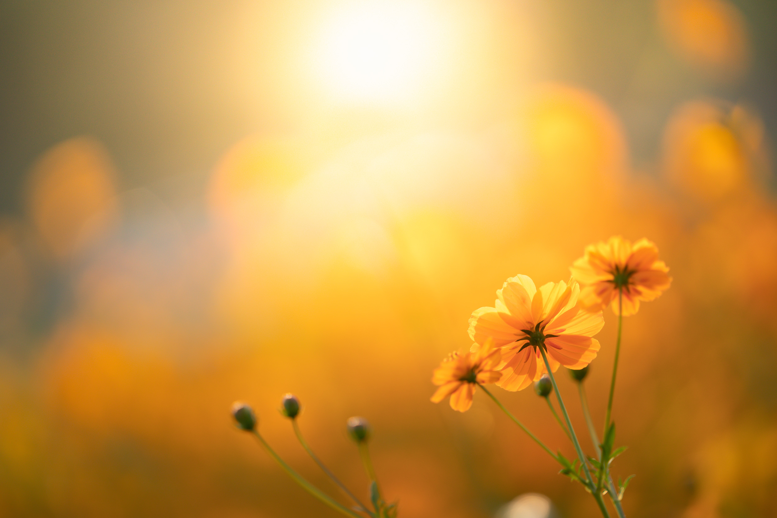 Paula R. Backscheider